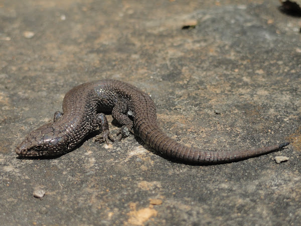 Anadia | Project Noah