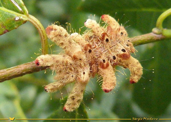 Limacodidae caterpillar | Project Noah