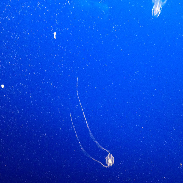 Jelly fish | Project Noah