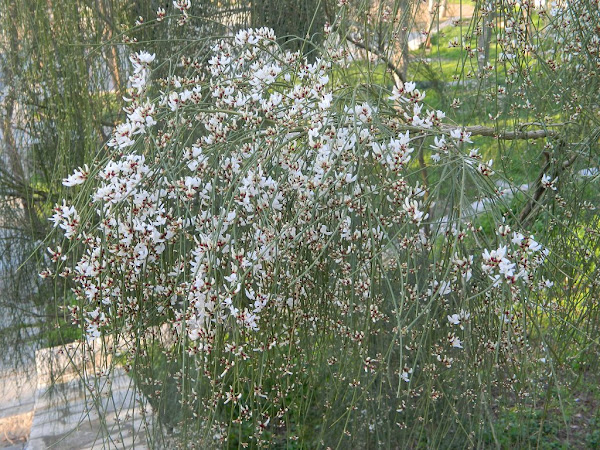 White Weeping Broom (Εχίνωπας) | Project Noah