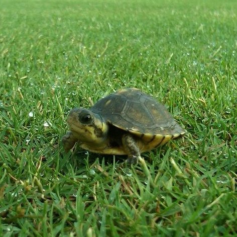 Three Toed Box Turtle Hatchling | Project Noah
