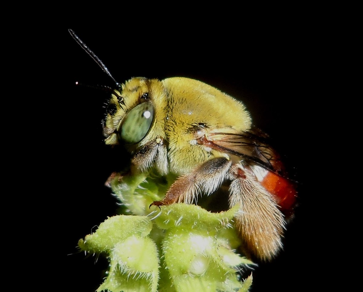 Centris bee | Project Noah