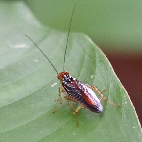 Wasp-mimic Cockroach | Project Noah