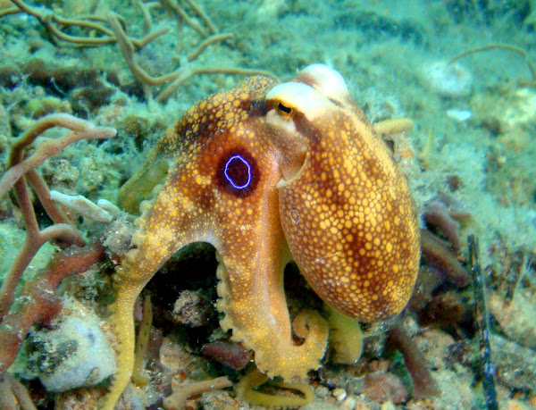 Mototi Blue Ring Octopus | Project Noah