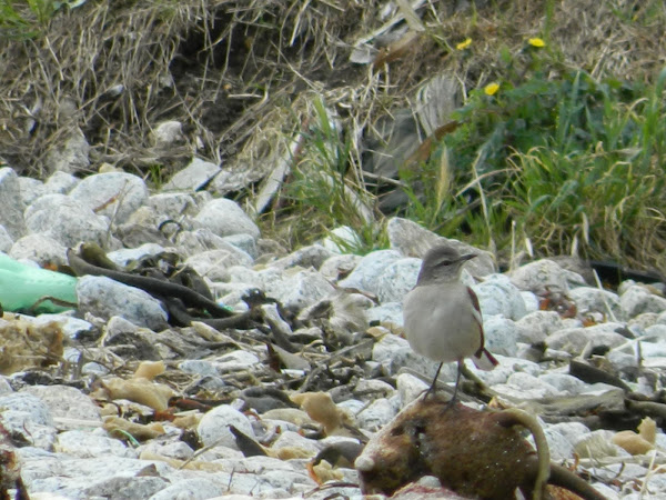Tenca de Alas Blancas | Project Noah