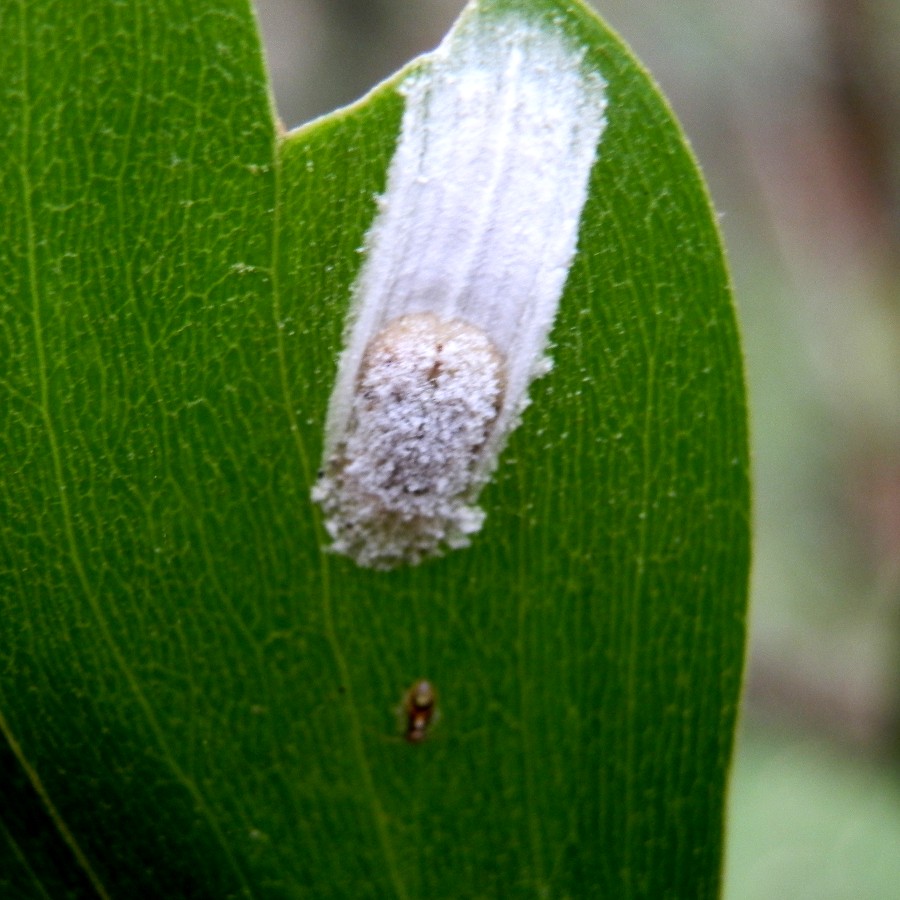 Cotton Scale | Project Noah