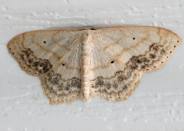 Large-lace Border Moth | Project Noah