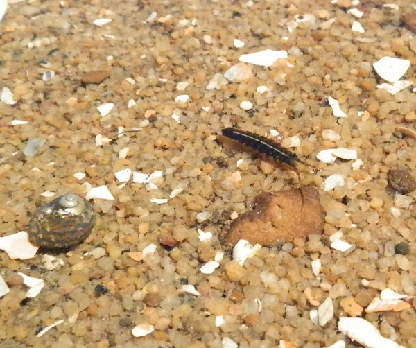 Sea Centipede (Isopod) | Project Noah