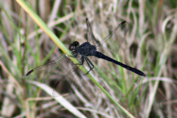 Seaside Dragonlet Dragonfly (male) | Project Noah
