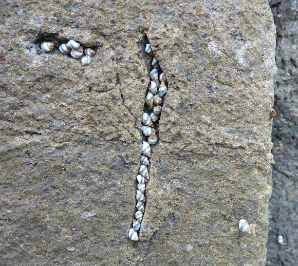 Blue Banded Periwinkle / Ngaeti | Project Noah