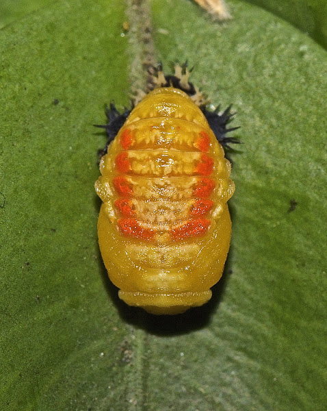 Ladybug Pupa | Project Noah