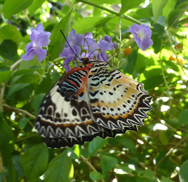 Red Lacewing butterfly (female) | Project Noah