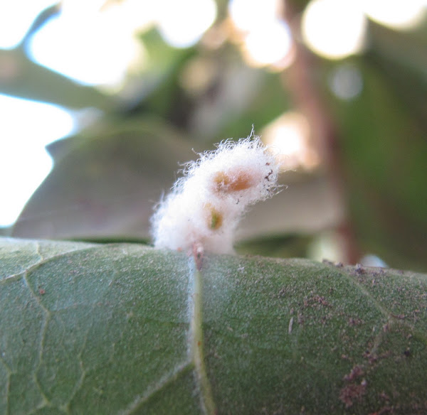 Unknown Spotting | Project Noah