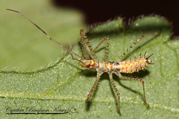 Assassin Bug nymph | Project Noah