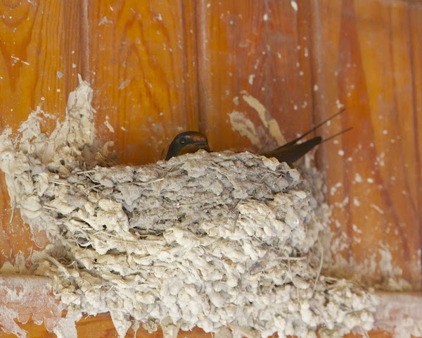 Barn Swallow | Project Noah