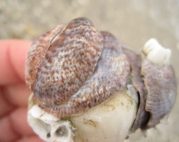 Common Slipper Shell | Project Noah