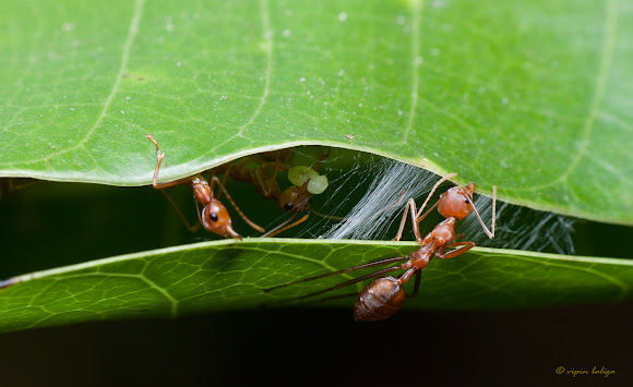 Weaver ant | Project Noah