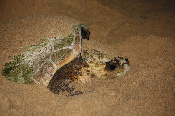 Loggerhead Turtle Laying Eggs | Project Noah