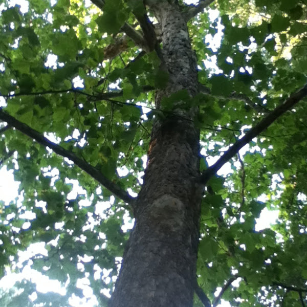 Sycamore tree | Project Noah