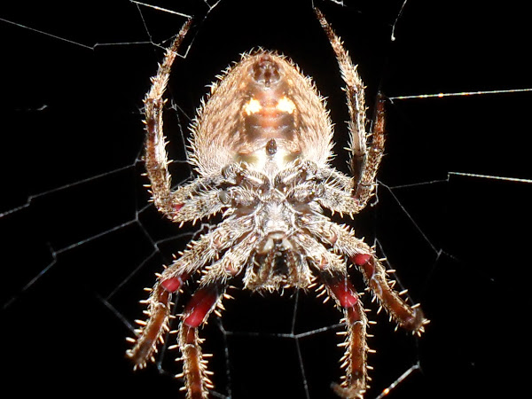 hairy field spider | Project Noah