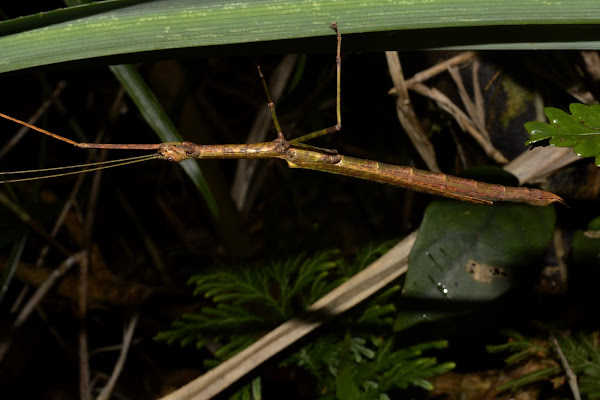 Winged Stick Insect, Phasmid | Project Noah