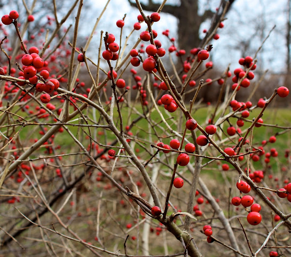 American Winterberry | Project Noah