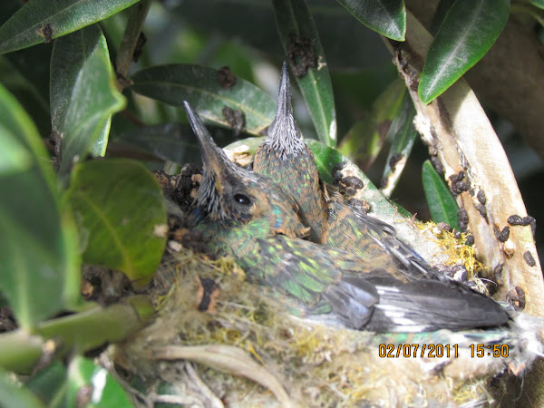 Colibrí o picaflor | Project Noah