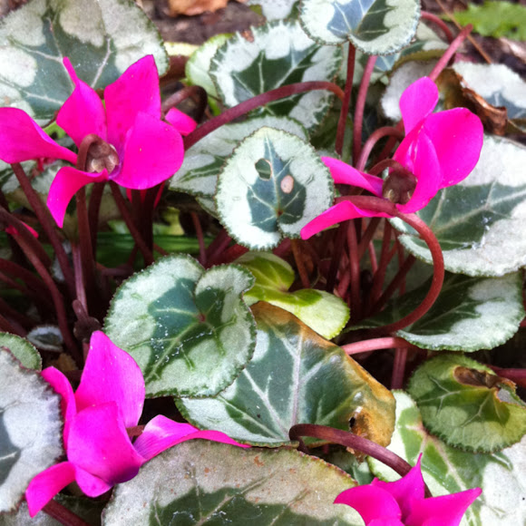 Mini Cyclamen | Project Noah