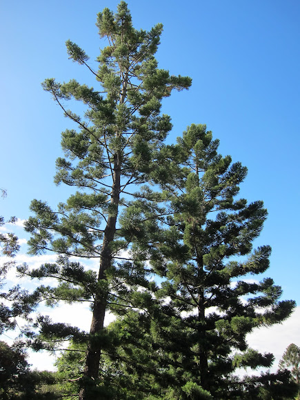 Moreton Bay Pine (aka Hoop Pine) | Project Noah