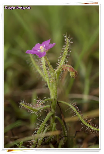 Indian Sundew | Project Noah
