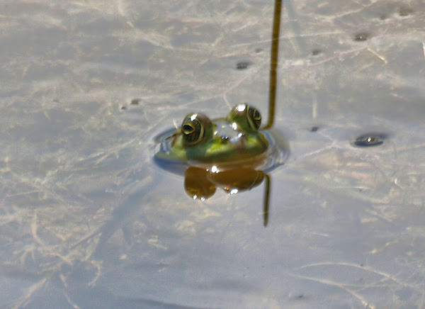 Pig Frog | Project Noah