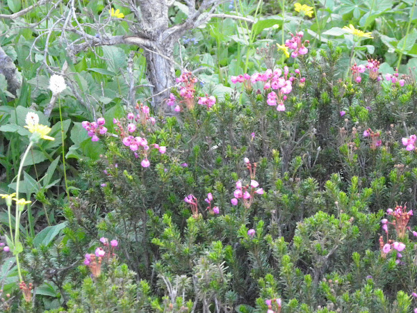 heather | Project Noah