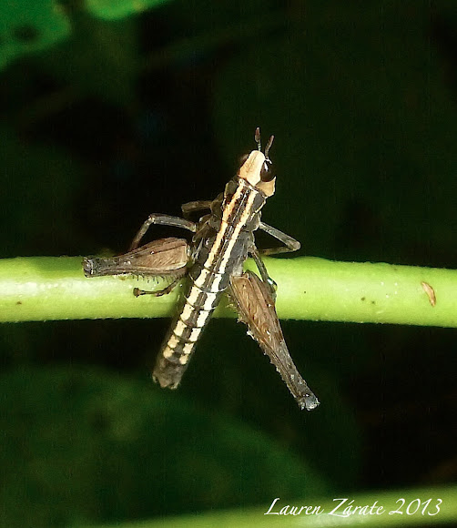 Monkey Grasshopper | Project Noah