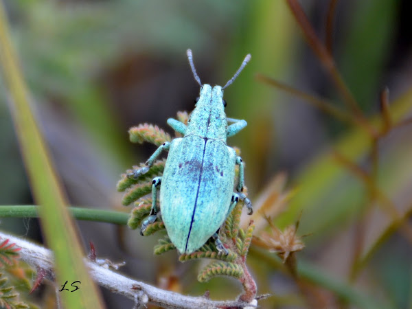 Broad-nosed Weevil | Project Noah