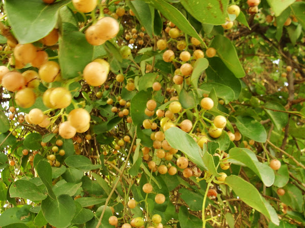 Lasura | Project Noah