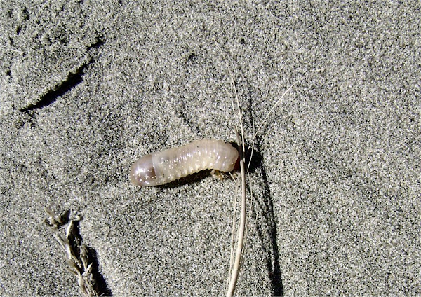 Beetle larva on the beach | Project Noah
