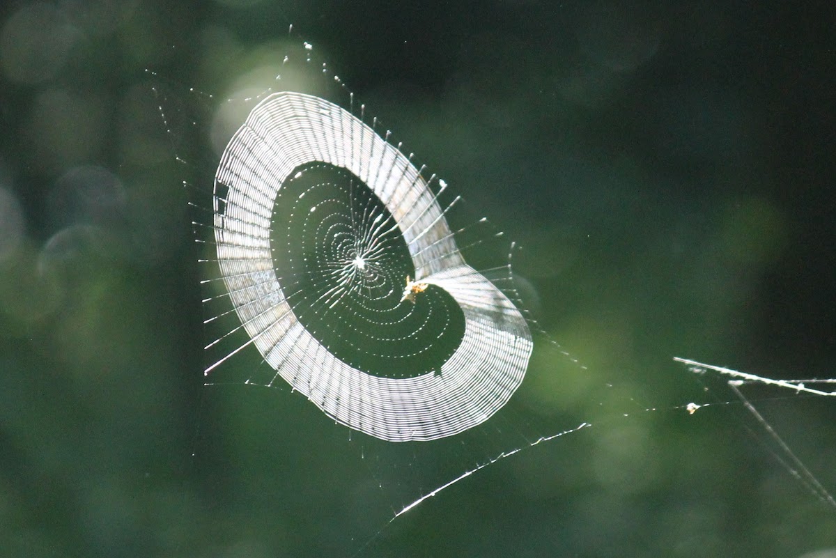 Spider web | Project Noah