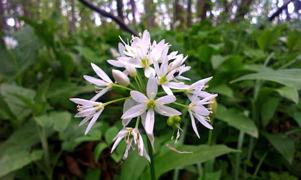 Ramsons/Čemaž | Project Noah