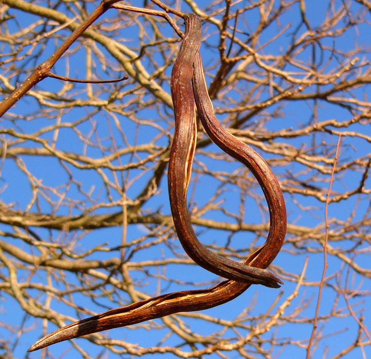 Northern Catalpa tree and pods | Project Noah