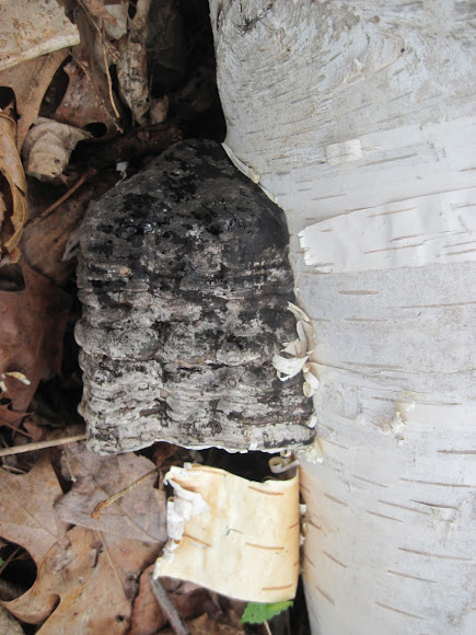 Tinder Conk | Project Noah