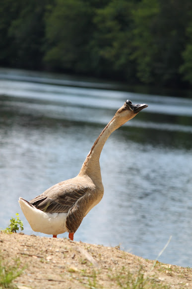Chinese Swan Goose | Project Noah
