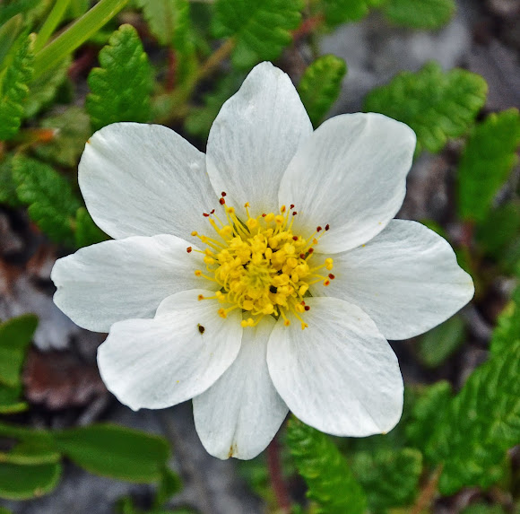 Mountain avens | Project Noah