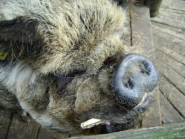 Hercules, the Kunekune pig | Project Noah