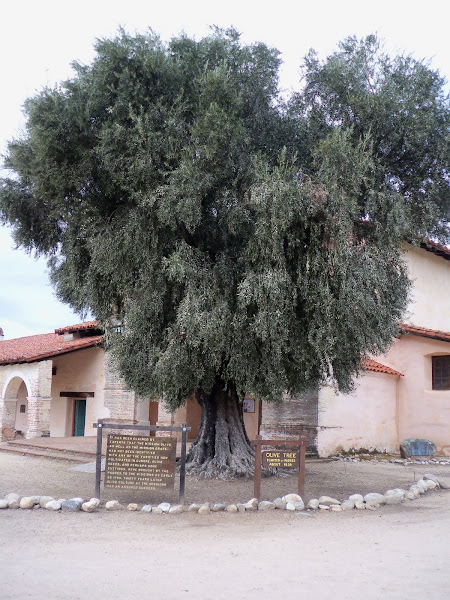 Mission Olive Tree | Project Noah
