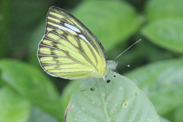 Common Gull Butterfly | Project Noah