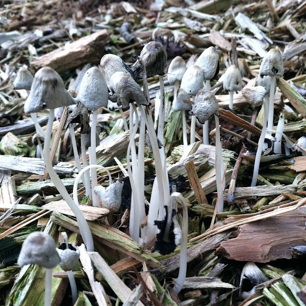 Inky CapsMushrooms | Project Noah