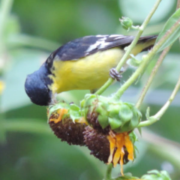 Lesser Goldfinch | Project Noah