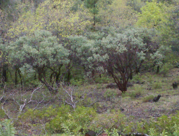 Manzanita shrub | Project Noah
