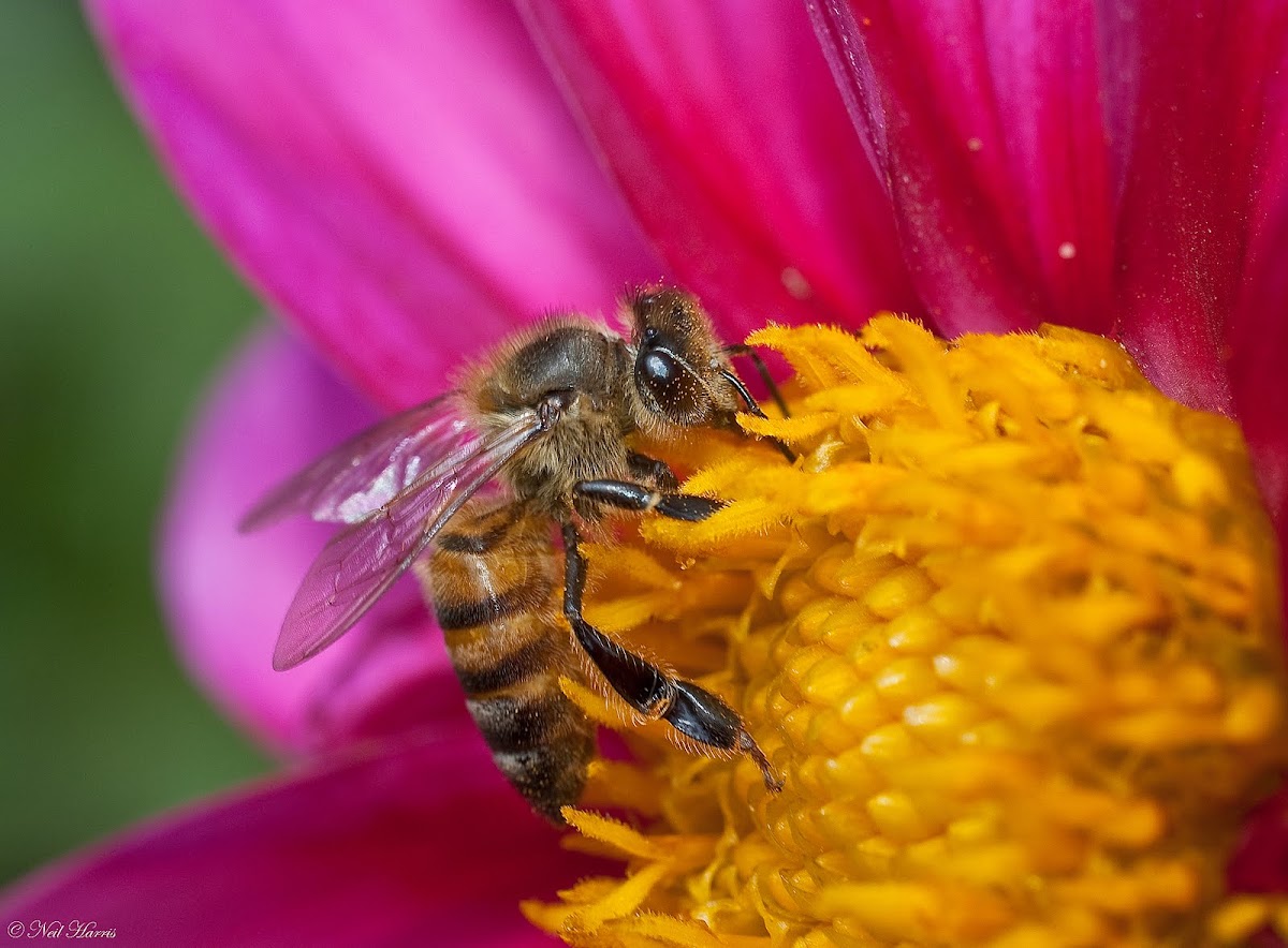 African bee | Project Noah