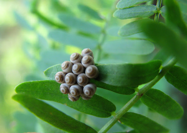 Insect Eggs | Project Noah